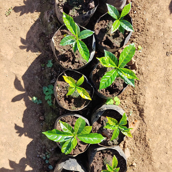 PT's Coffee | Celebrating 30 years!